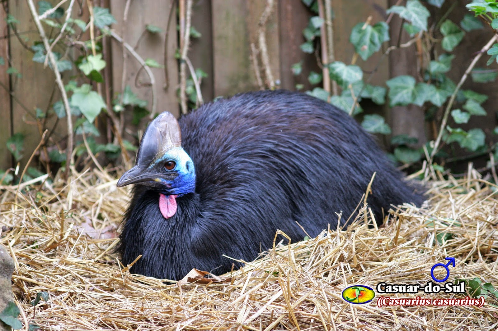 Zoologia: Casuar-do-Sul (Casuarius casuarius)